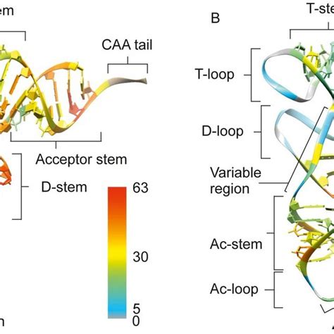 Distribution Of Predicted Pathogenic Variations In Mt Trna Structure Download Scientific