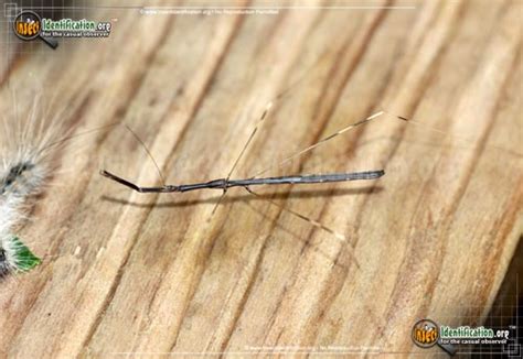 Thread Legged Assassin Bug