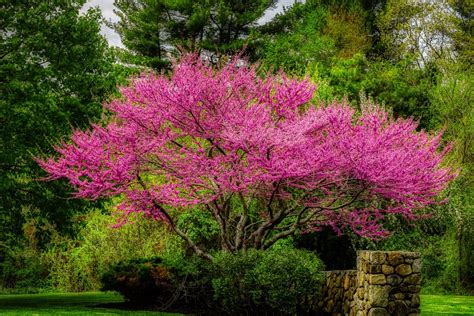 Favorite Trees Shrubs For Spring Blossoms Straders