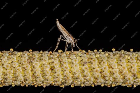 Premium Photo Adult Female Phantom Midge Insect