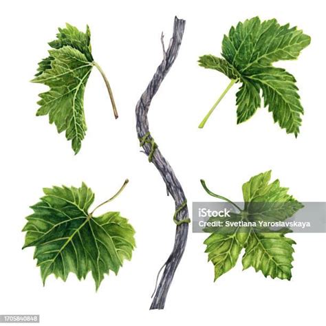 녹색 잎과 덩굴손이 흰색 배경에 분리된 포도나무 가지 손으로 그린 수채화 그림 포도나무와 포도잎의 미니 컬렉션 건강한 식생활에 대한 스톡 벡터 아트 및 기타 이미지 Istock