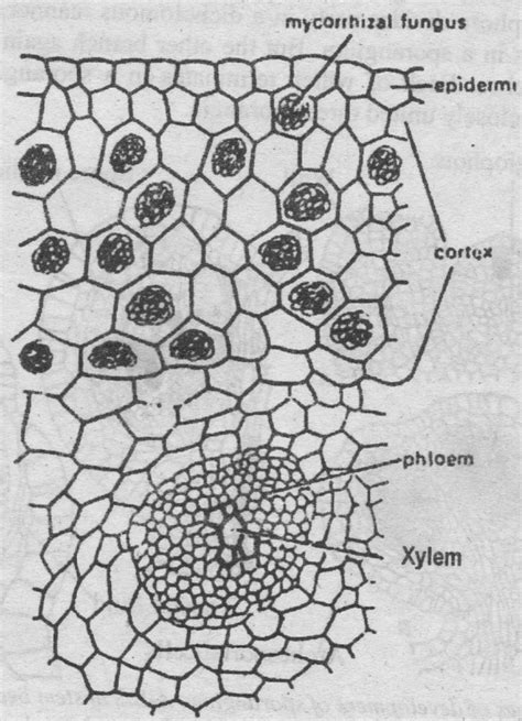 Psilotum Life Cycle Alternation Of Generation