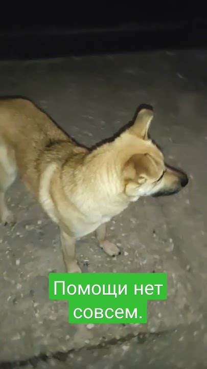 нужнапомощь реквизиты в профиле Пожалуйста🙏 Кормить нечем животных совсем Youtube