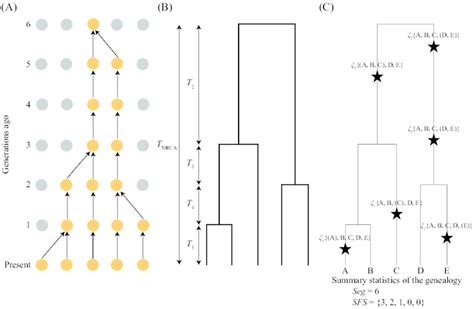 Illustration Of The Coalescent Process And Genealogy A A Simplified