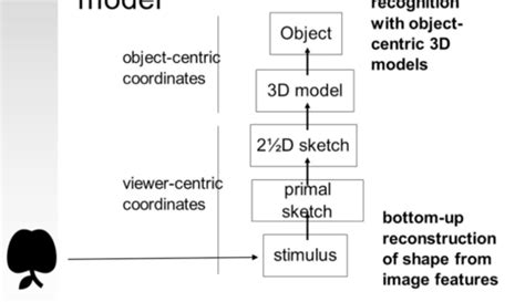 Module 21 Object Recognition Processes And Problems Flashcards Quizlet