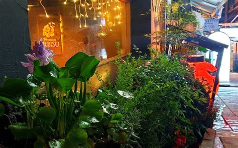 고우 고우 앞을 초록초록~~하게 만들어주던 물옥잠이 하룻밤 사이에 꽃을 피웠네요~ 왠지 좋~은 일이