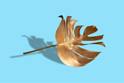 파스텔 럭셔리 그린에 황금 열대 야자 잎 몬스터 디자인및 텍스트 공간을 위한 추상 패턴 0명에 대한 스톡 사진 및 기타 이미지