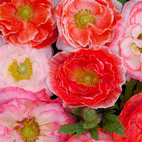 Shirley Poppy