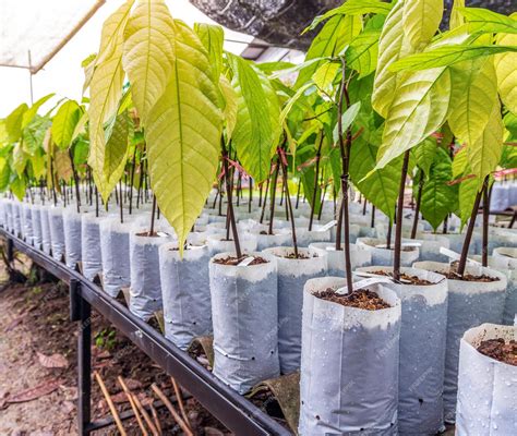 Premium Photo Seedlings Of Cocoa Trees In The Nursery To Prepare For Planting