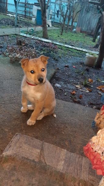 Ищу дом мальчишке ️Его выкинули на остановке на ростовском шоссе Знакомая прилержит его