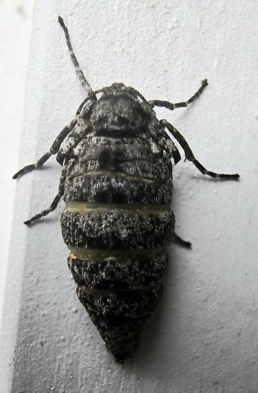 Strange Bug Bugguidenet