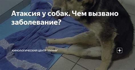 Атаксия у собак Чем вызвано заболевание Кинологический центр Лунна Дзен