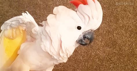 Angry Cockatoo Throws Priceless Expletive Filled Tantrum When Its Time