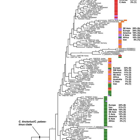 One Out Of Four Equally Parsimonious Trees Of A Gbs Derived Mp Analysis