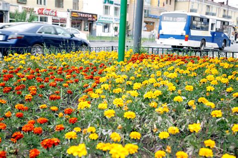 Хотын ногоон байгууламжид 7 5 тэрбум төгрөг зарцуулна Inet Mn Фото мэдээллийн портал