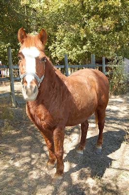 Bashkir Pony Bashkir Pony