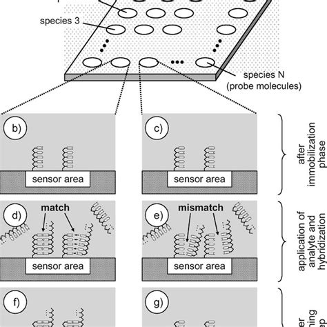 Sem Cross Section Of The Chip Download Scientific Diagram