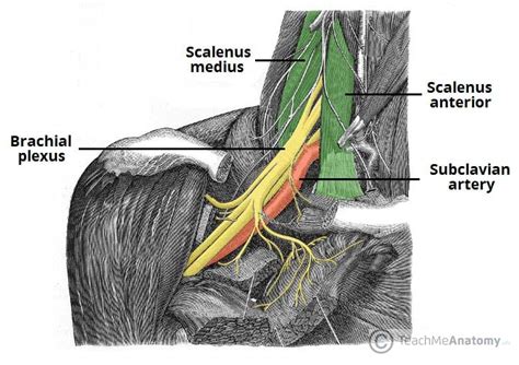 The Scalene Muscles Attachments Action Innervation TeachMeAnatomy