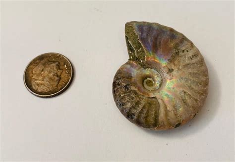 Opalized Ammonite Fossil Specimen