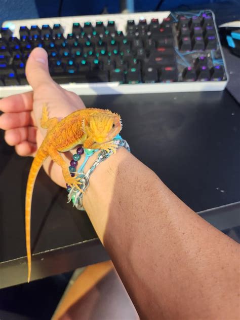 My Hypo Translucent Rbeardeddragons