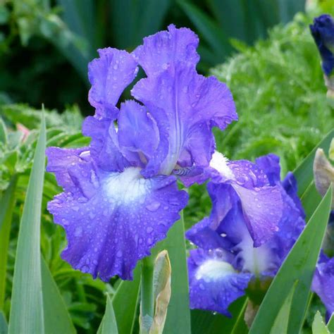 Van Zyverden Bearded Iris 4 In Liners Speeding Again Starter Plants Set Of 3 83989 The Home
