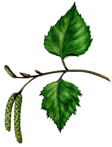 Birch Tree Leaves Identification