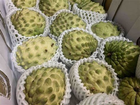 沖縄県産 フルーツ アテモヤ