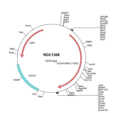 randd systems™ mouse ceacam 2 np 001106839 versaclone cdna 10μg