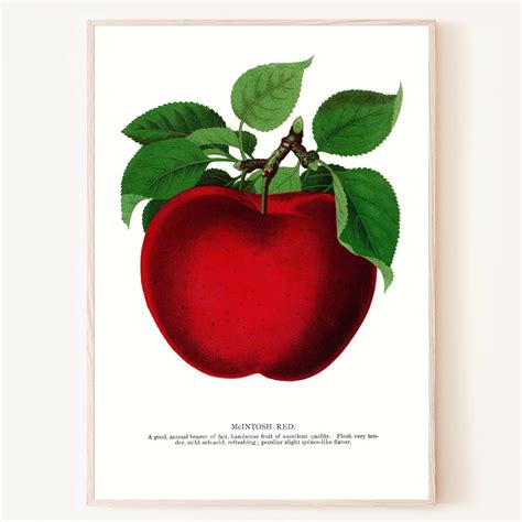 로얄블루아트샵 레드 애플 빨간 사과 그림 빈티지 Apple 포스터 그림 과일 액자 위시버킷