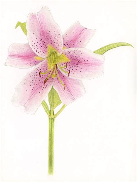 Stargazer Lily Hillcrest Art Studio