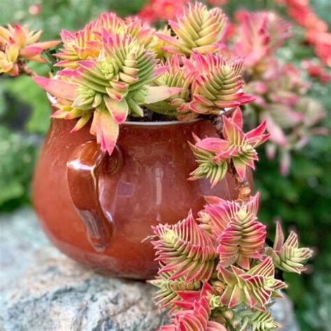 Crassula Capitella Subsp Thyrsiflora Crassula Red Pagoda 90mm The