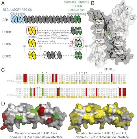Dimerization Of Complement Factor H Related Proteins Modulates Complement Activation In Vivo Pmc