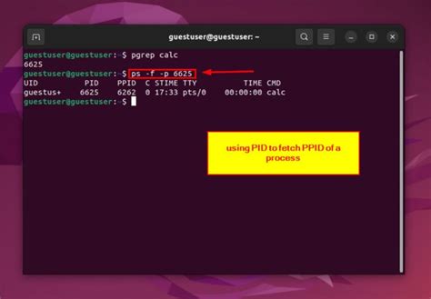 How To Find The Pid And Ppid Linux 7 Easy Methods