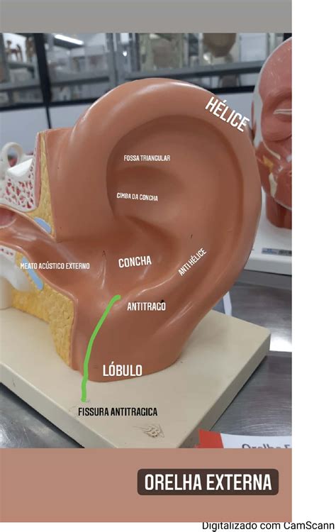Anatomia Da Orelha Externa Posterior Ouvido Ceol Otorrino