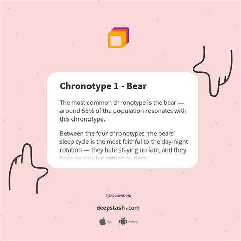Chronotype 1 Bear Deepstash