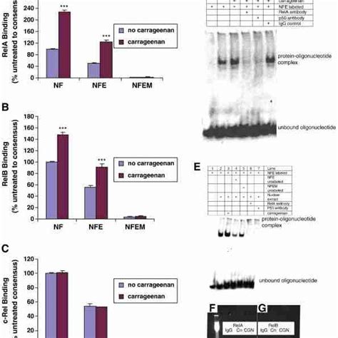 Oligonucleotide Protein Assays Demonstrate Binding To The Nf κb Binding Download Scientific