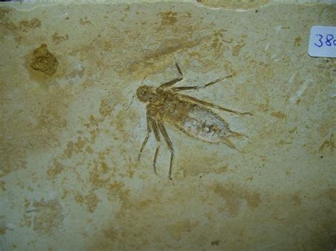 Fossilized Dragonfly Nymph 030517b The Stones And Bones Collection