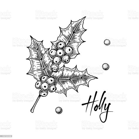 크리스마스 장식 요소 호랑가시나무 브런치와 열매 하얀 배경에 고립된 잎 스케치 스타일의 벡터 그림 0명에 대한 스톡 벡터 아트 및 기타 이미지 Istock