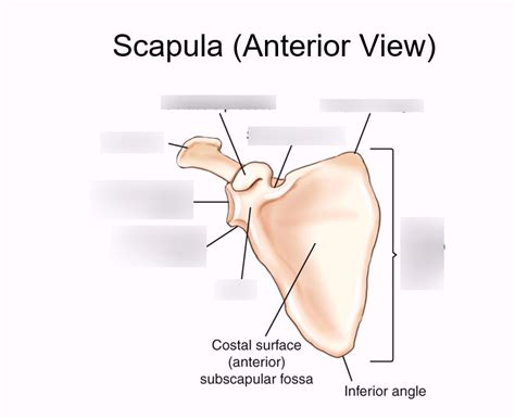 Scapula Diagram Anterior View