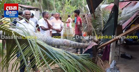 කඩා වැටුණු පොල් ගසට යට වී දෙදරු පියා ජීවිතක්ෂයට ඡායාරූප Dasatha Lanka News