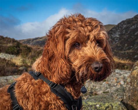 A Guide To The Best Food For Cockapoo Puppy Depend On Dogs