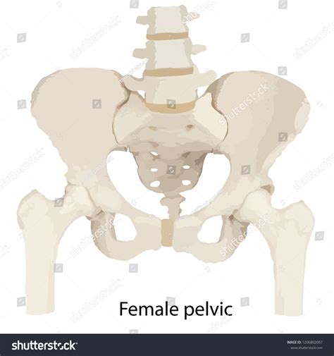 Anatomy Human Pelvic Bone Body Part เวกเตอร์สต็อก ปลอดค่าลิขสิทธิ์