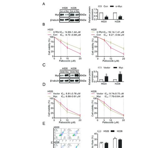 Model Palbociclib Induced Cell Apoptosis Via Inhibition Of Srcstat3
