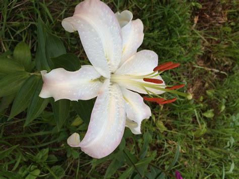 식물 백합 식물 생물종 Bric