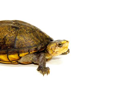 Scorpion Mud Turtle Adult Kinosternon Scorpioides One Stop Reptile Shop