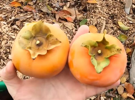 Ichi Ki Kei Jiro Persimmon Tree