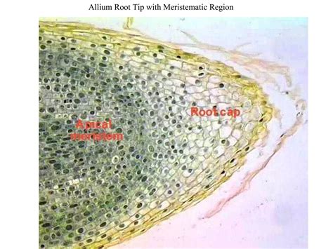 Mitosis Slides Ppt Biological Sciences Science