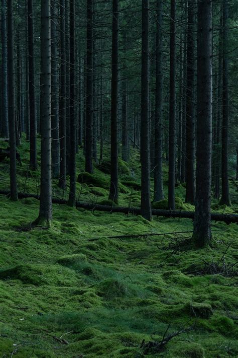 Ensemble Voting Classifiers And Random Forests In Sci Kit Learn By