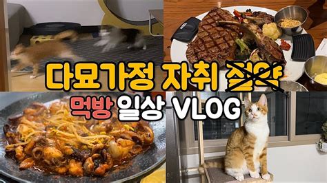 Vlog 뭔 브이로그가 먹다가 끝나네 먹고 사고 언박싱하는 절약 아닌 소비 일상 다묘가정 합사 일지 용두동쭈꾸미 디진다핫치킨 아웃백 스테이크 쿠키