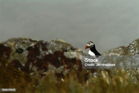 대서양 퍼 핀 절벽에 앉아 새 둥지 식민지 Colouful 부리와 북극 검은 색과 흰색 귀여운 새 푸른 바다 배경 Runde 노르웨이 야생에서 자연 장면 앞에 바위에 새